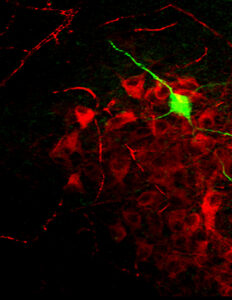 Neuroendocrinology & Behavior Laboratory – NBL